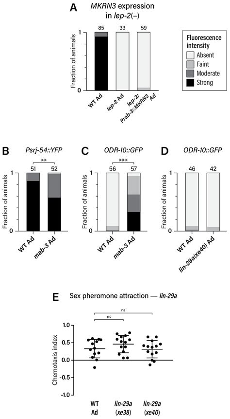 Figures And Data In The Makorin Lep 2 And The Lncrna Lep 5 Regulate Lin