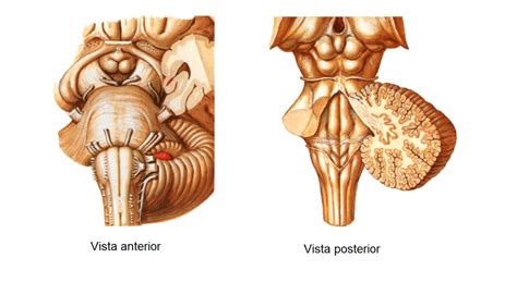 Anatomia Macroscópica Do Tronco Encefálico Diagram Quizlet