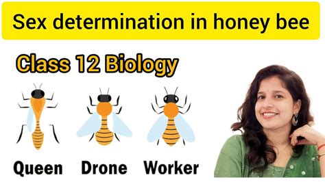 Sex Determination In Honey Bee Haplodiploidy Youtube