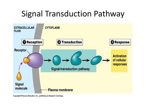 Ap Biology Endocrine Systems Ppt Download