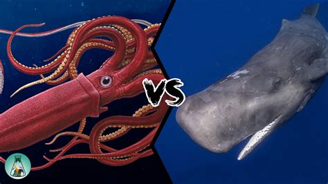 Giant Squid Vs Sperm Whale Who Would Win This Fight From The Depths