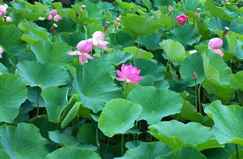 Flowers Leaves Greens Lot Lotuses Hd Wallpaper Pxfuel