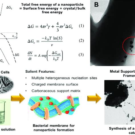 Understanding Biogenic Nanoparticle Synthesis And Associated