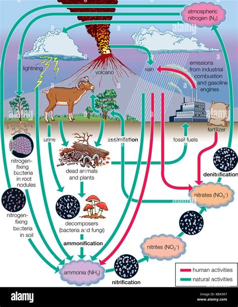 Prentice Hall Biology Nitrogen Cycle