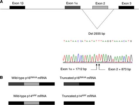 Characterization Of The New Cdkn2a Deletion A Genemap Of The Cdkn2a