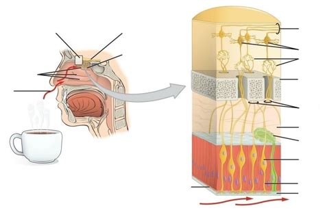 Structures Of The Olfactory Epithelium And Olfactory Pathway Diagram