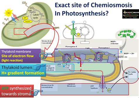 Chemiosmosis And Atp Synthesis In Photosynthesis Simplified Steps