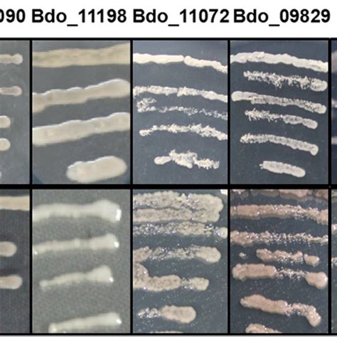 Functional Validation Of Signal Peptides Of Candidate Effectors From B