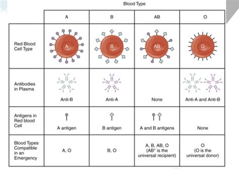 Innate And Adaptive Immunity Flashcards Quizlet