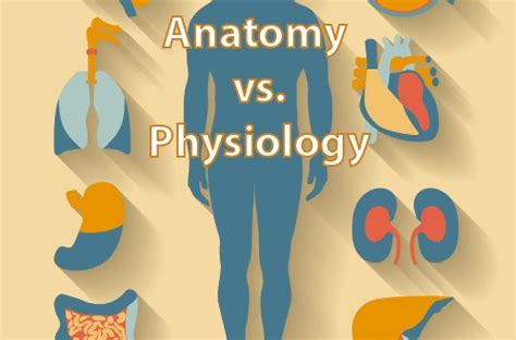 [difference between anatomy and physiology]