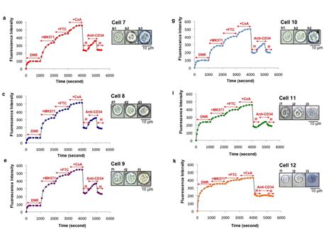 4 Fluorescence Measurements Of Single Cells Obtained From The Aml