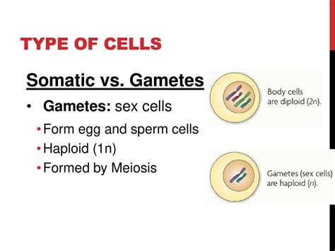6 1 Notes Chromosomes Pg Ppt Download