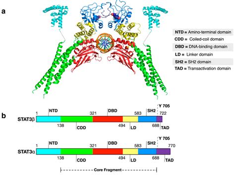 Ijms Free Full Text Structural Biology Of Stat3 And Its
