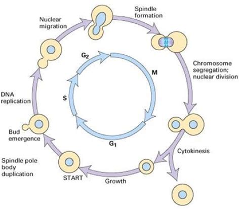 Budding Yeast