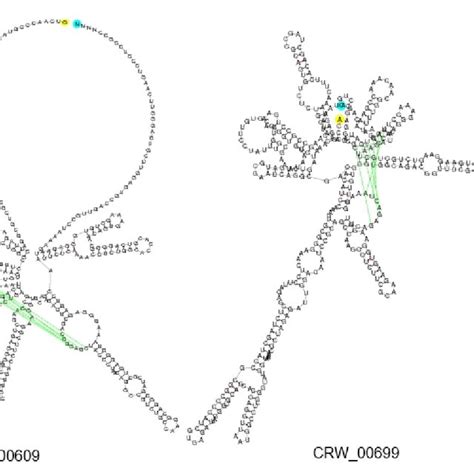 Different Types Of Rna Secondary Structures [1] First Structure
