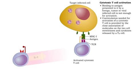 Cytotoxic T Cell Receptors Activation Proliferation Differentiation