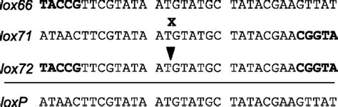 Schematic Representation Of Mutant Lox66 And Lox71 Sites Which After