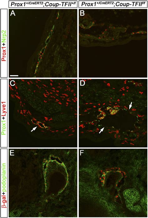 The Nuclear Hormone Receptor Coup Tfii Is Required For The Initiation