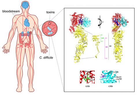 Toxins Free Full Text Clostridium Difficile Toxins A And B