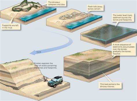 Fossils Types And Geologic Period Geology Science