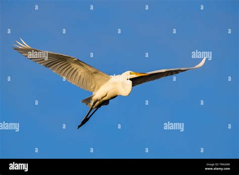 Alba Blanca Fotografías E Imágenes De Alta Resolución Alamy
