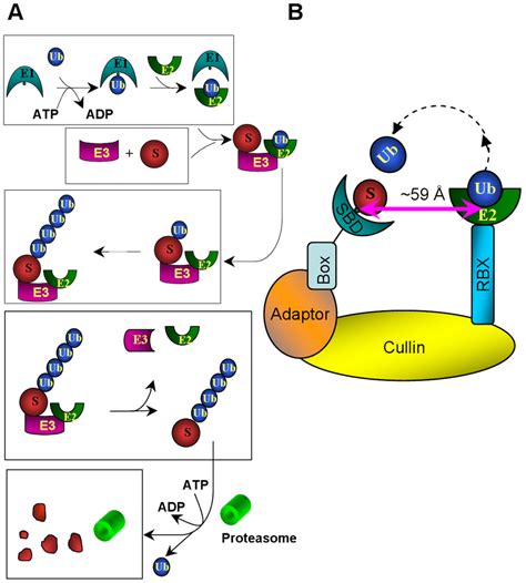 A Schematic Illustration Of The Ubiquitin Proteasome System Ups A