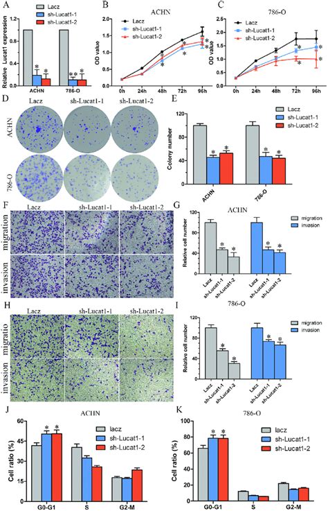 Knockdown Of Lucat1 Inhibited Cell Proliferation And Metastasis In