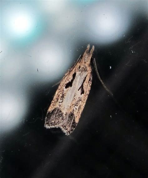 moths of north carolina