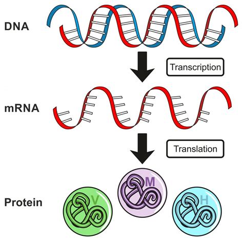 Protein Synthesis In Cell Takes Place