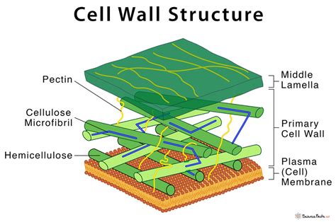 What Is The Function Of The Cell Wall Ks3 At David Hammett Blog