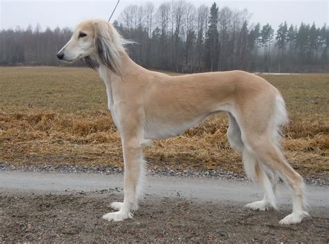saluki the breed archive