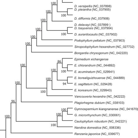 Phylogenetic Tree Reconstructed Using Maximum Likelihood Ml Method