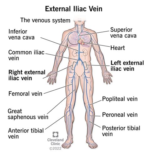 External Iliac Vein Anatomy Function And Purpose
