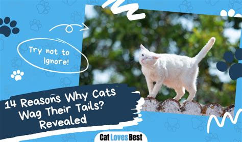 14 Reasons Why Cats Wag Their Tails Revealed