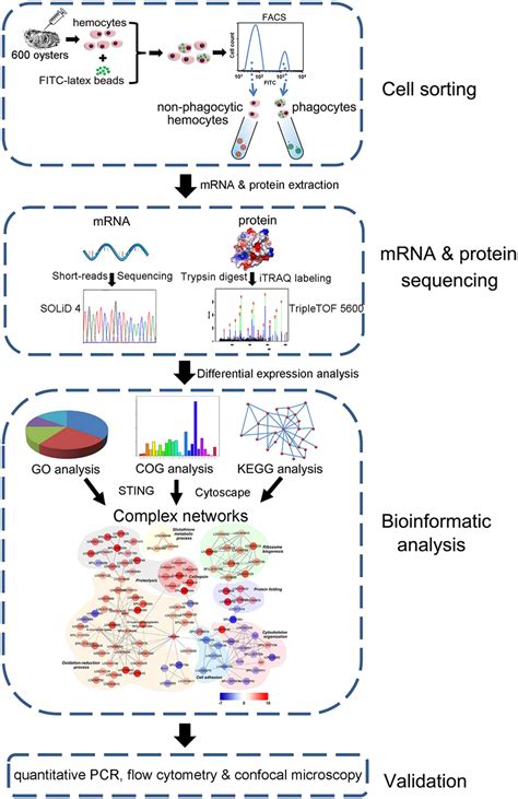 Frontiers Transcriptomic And Quantitative Proteomic Analyses Provide