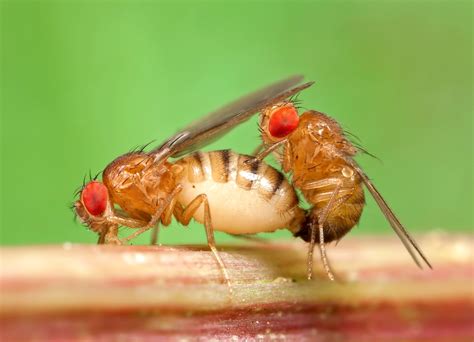 A Courtship Duet Drosophila Melanogaster – Ray Cannons Nature Notes