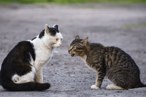 Do Cats Talk To You A Complete Guide To How Cats Talk To Humans And