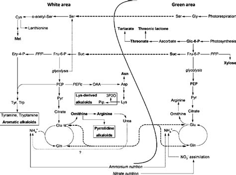Simplified Scheme Showing The Major Metabolic Pathways Investigated