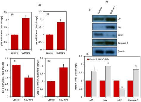 A Quantitative Real Time Pcr Analysis Of Mrna Levels Of Apoptotic