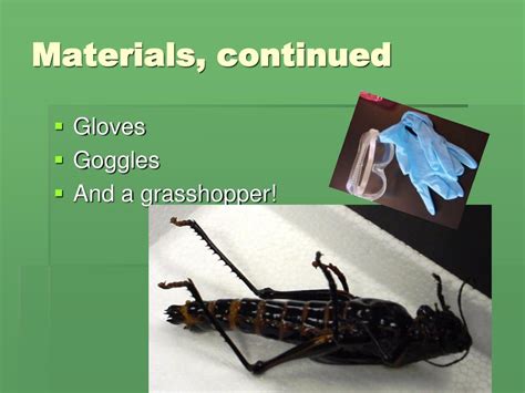 Ppt Dissection Of A Grasshopper Powerpoint Presentation Free