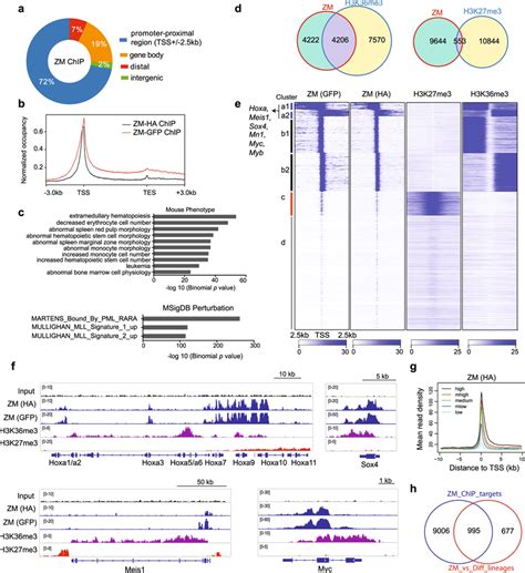Chip Seq Reveals Positive Correlation Between Zm Binding And