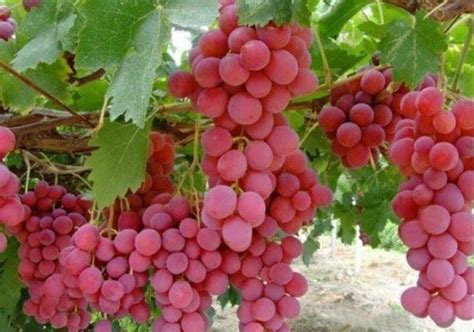 Panduan Lengkap Cara Budidaya Anggur Merah Agar Cepat Berbuah Dan Panen