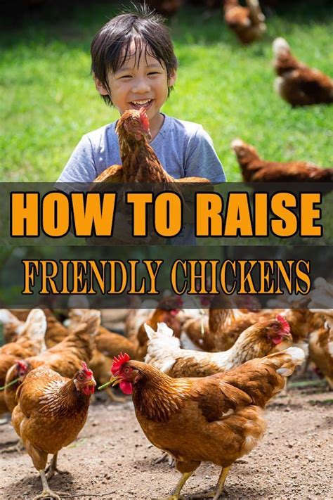 Tips On How To Raise Friendly Chickens You Will Be Surprised With