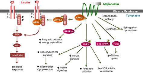 Figure 1 From Adiponectin Signaling And Function In Insulin Target