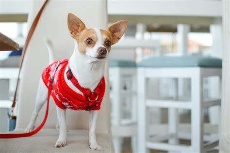 飼いやすい犬とは？おすすめの8犬種＆選び方のポイント ナノワン