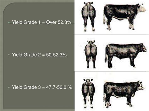 Ppt How To Yield Grade Beef Powerpoint Presentation Free Download