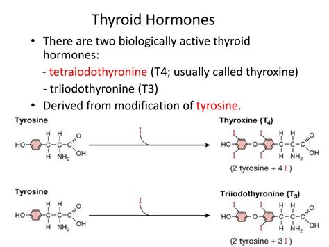 Ppt Production Regulation And Action Of Thyroid Hormones Powerpoint
