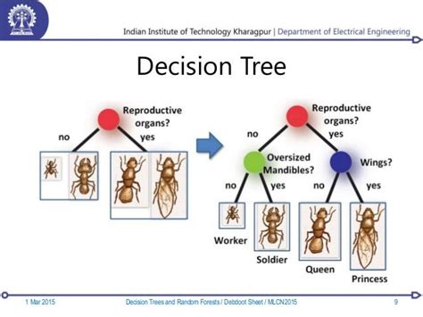decision trees and random forests