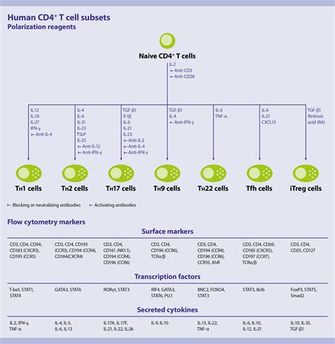 Cd4 T Cells Human Miltenyi Biotec Usa