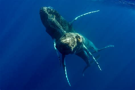 First Photos Show Male Humpback Whales Attempting To Mate Hinting At
